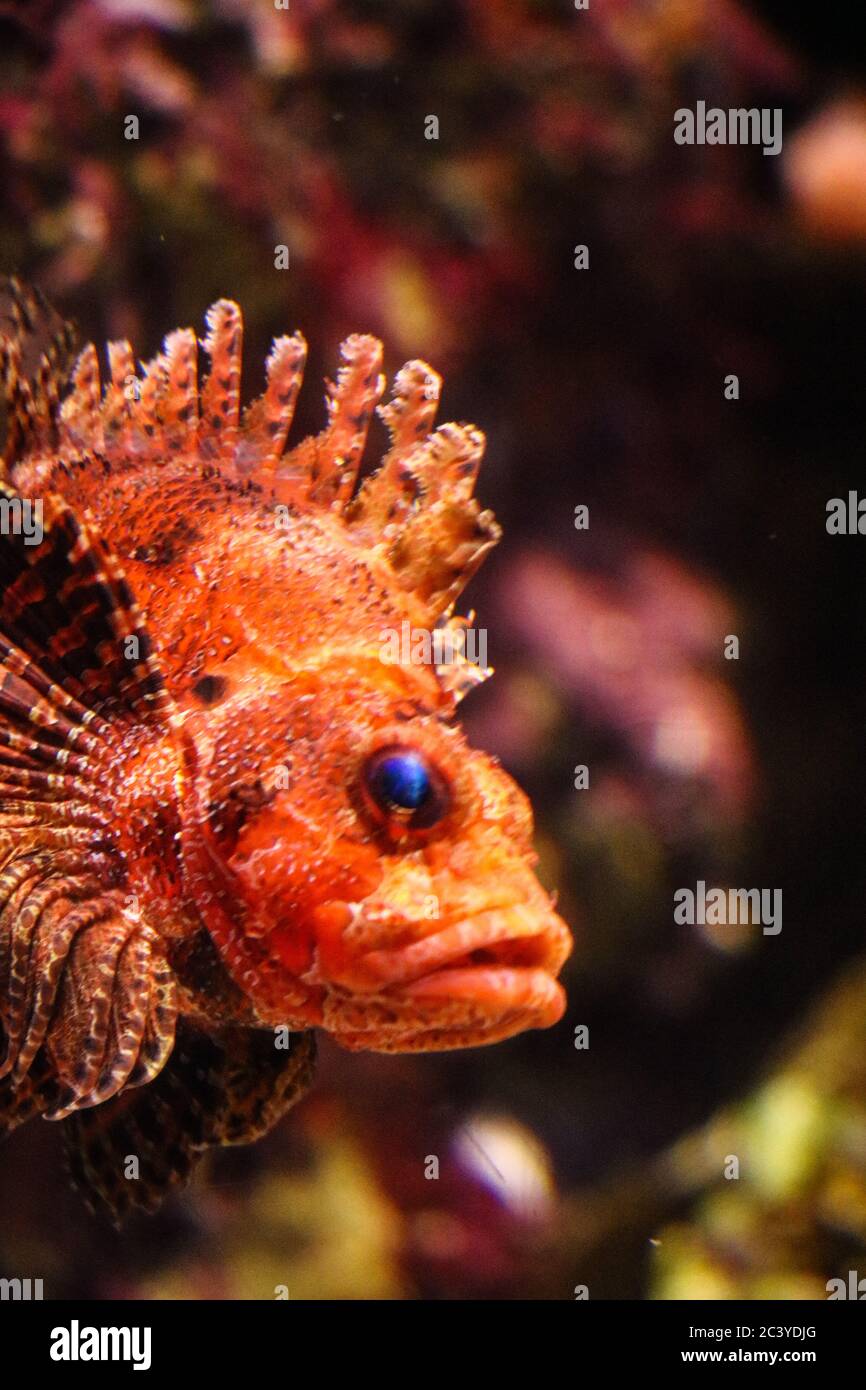 Beautiful aquatic animals dancing through the waters Stock Photo - Alamy