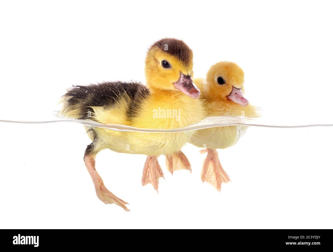 young duckling in front of white background Stock Photo - Alamy