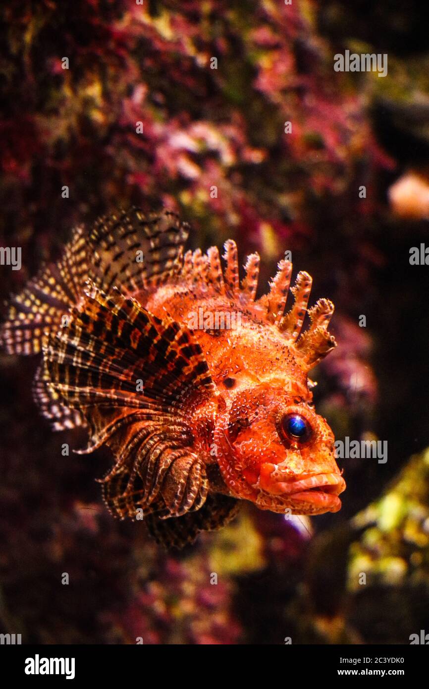 Beautiful aquatic animals dancing through the waters Stock Photo - Alamy