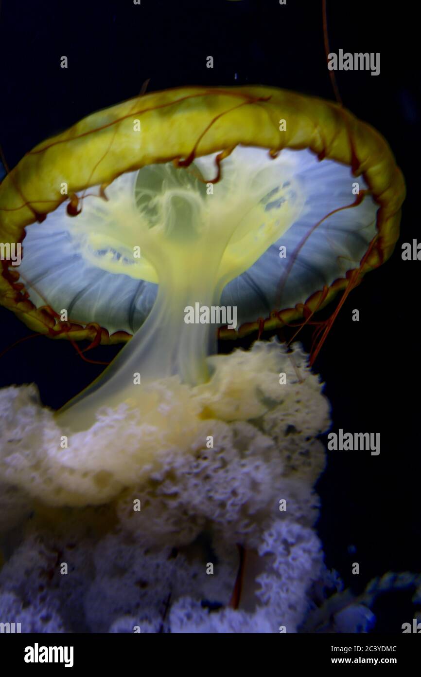 Beautiful aquatic animals dancing through the waters Stock Photo - Alamy