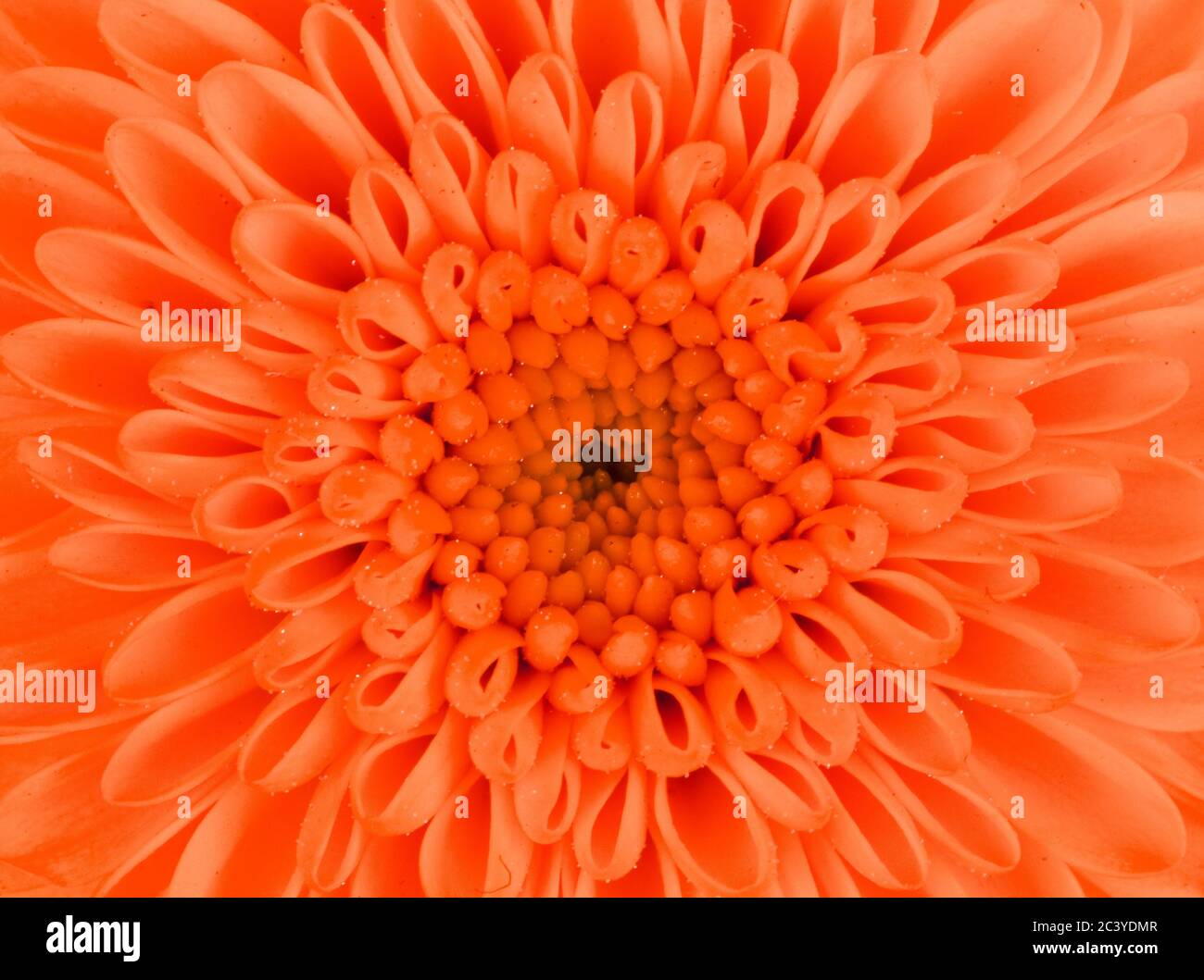 Fresh orange flower isolated on a white background Stock Photo - Alamy