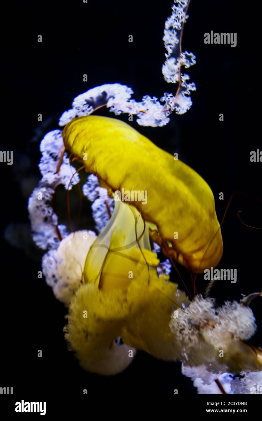 Aquatic animals hi-res stock photography and images - Alamy