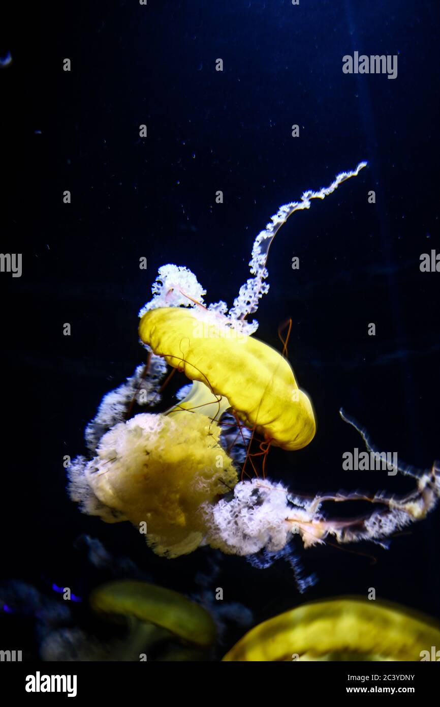 Beautiful aquatic animals dancing through the waters Stock Photo - Alamy