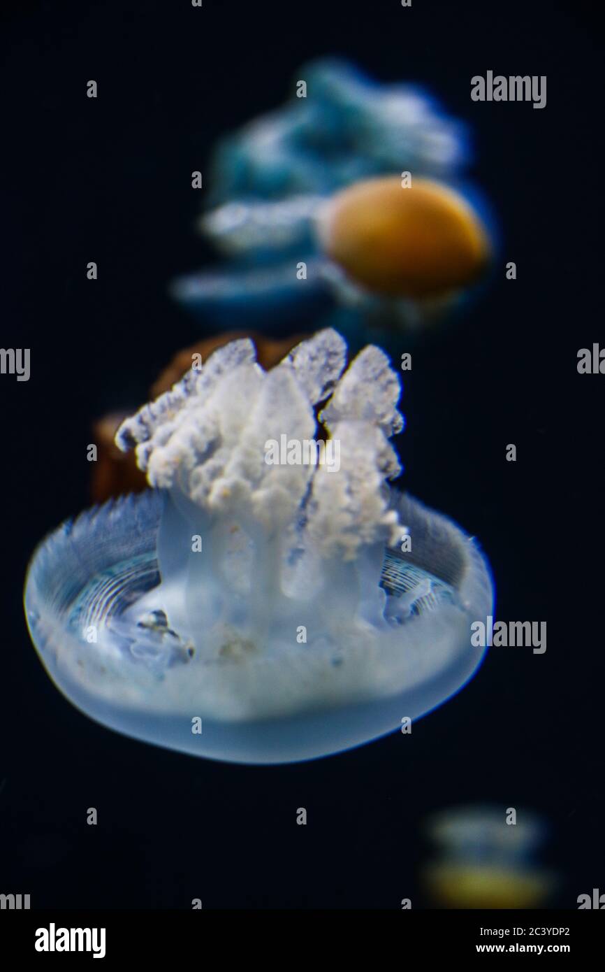 Aquatic animals hi-res stock photography and images - Alamy