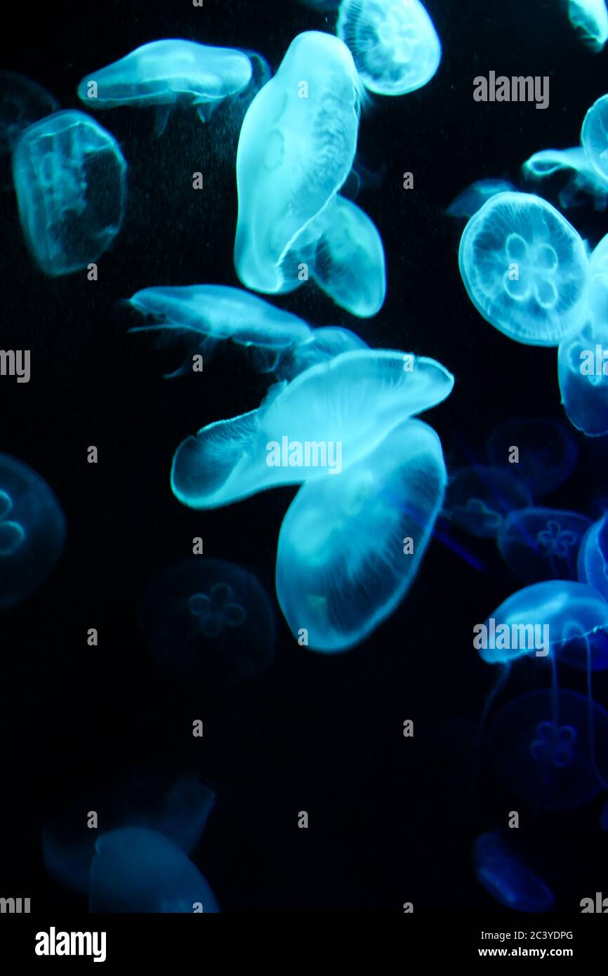 Beautiful aquatic animals dancing through the waters Stock Photo - Alamy