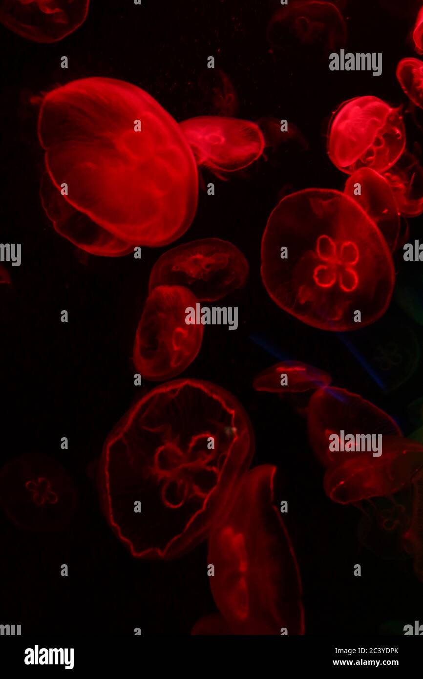 Beautiful aquatic animals dancing through the waters Stock Photo - Alamy