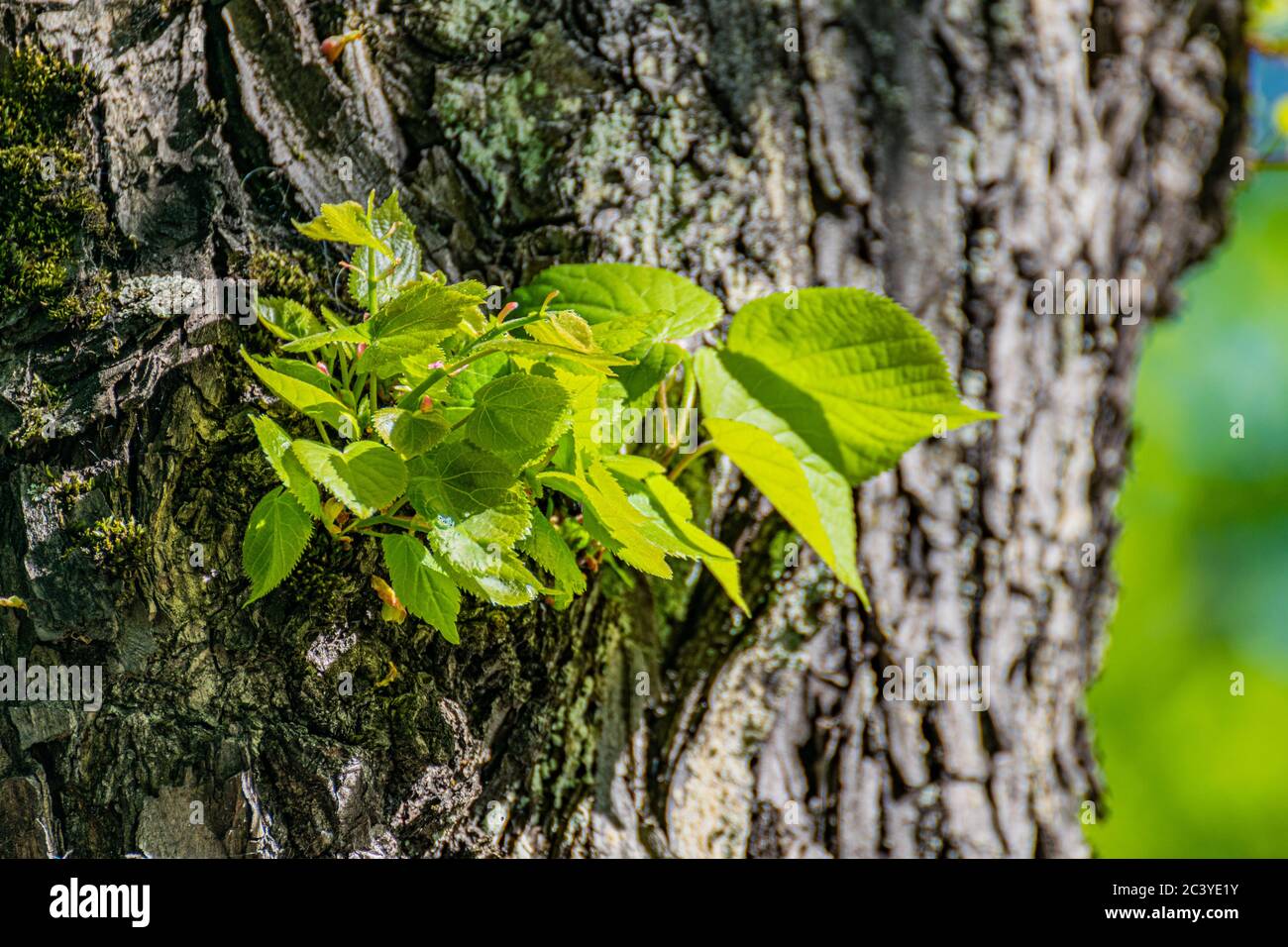 Young green twigs on the trunk of a large old tree in the rays of the ...