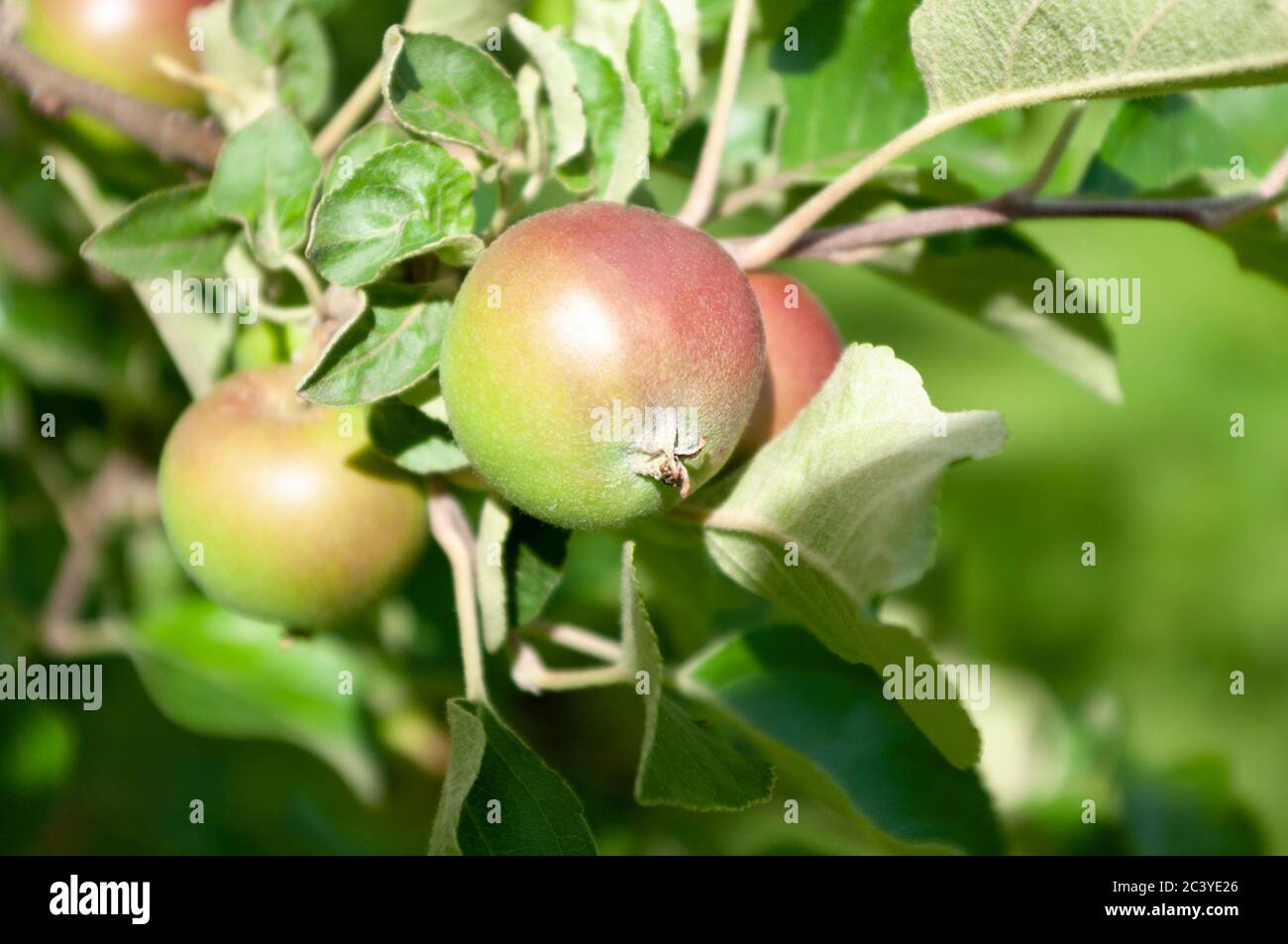 First fruits hi-res stock photography and images - Alamy