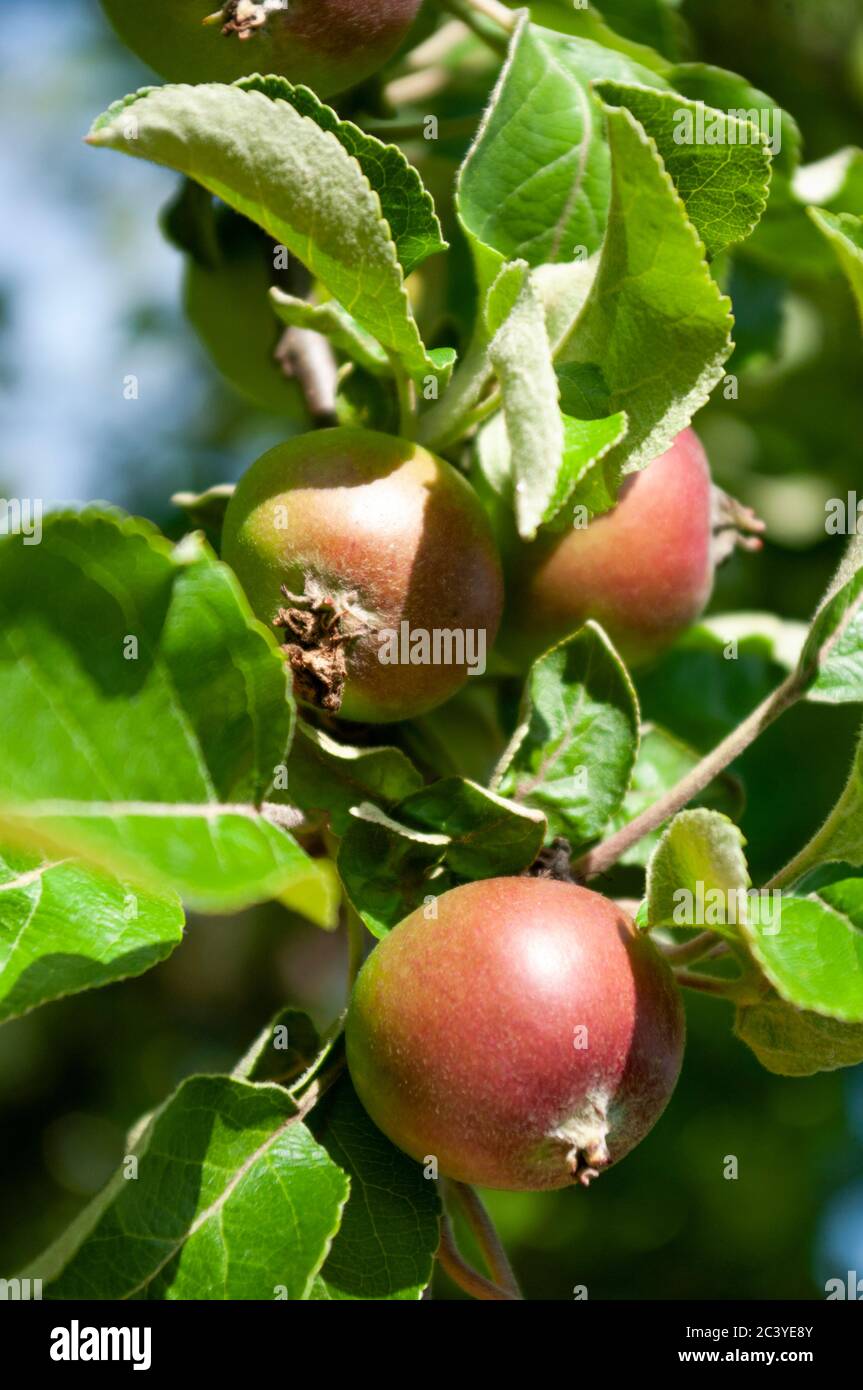 First fruits hi-res stock photography and images - Alamy