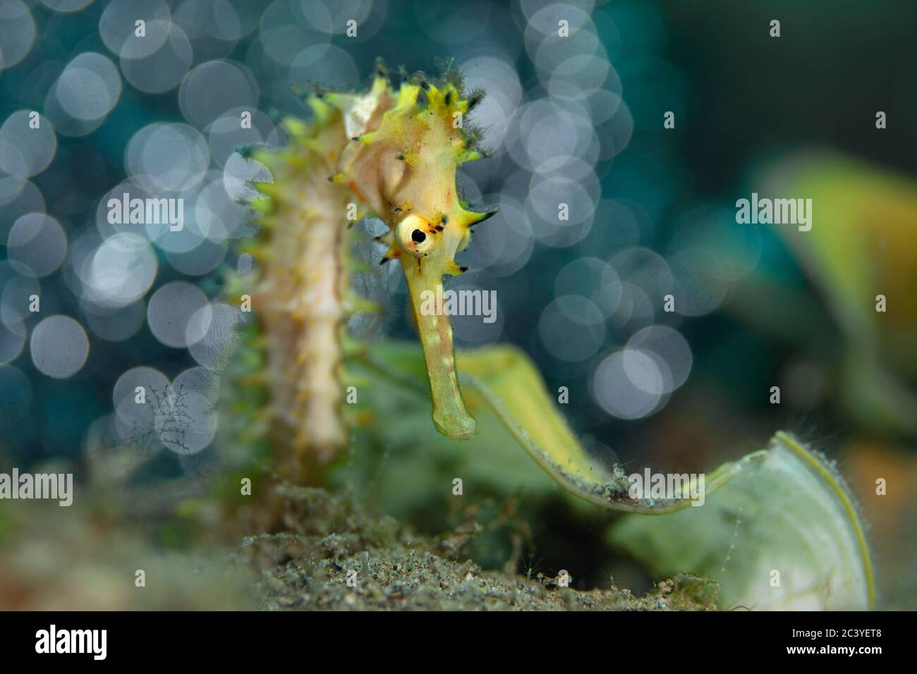 Seahorse (Hippocampus histrix). Underwater macro photography from ...