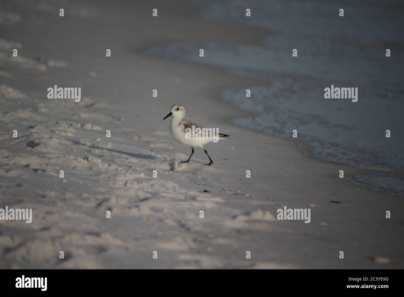 Small Sea Bird High Resolution Stock Photography and Images - Alamy