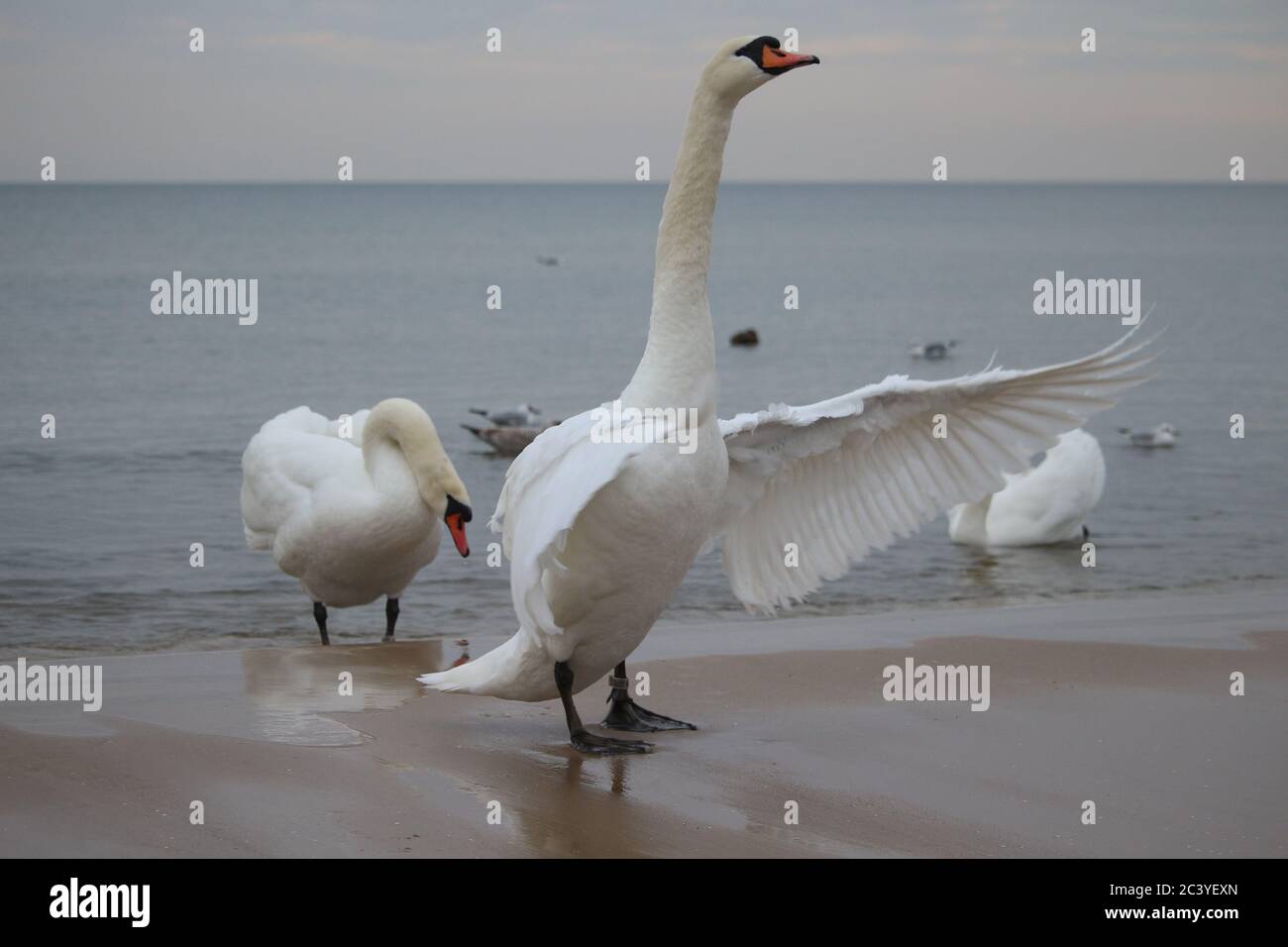 A group of swans on the beach and one of them opening its wings Stock ...