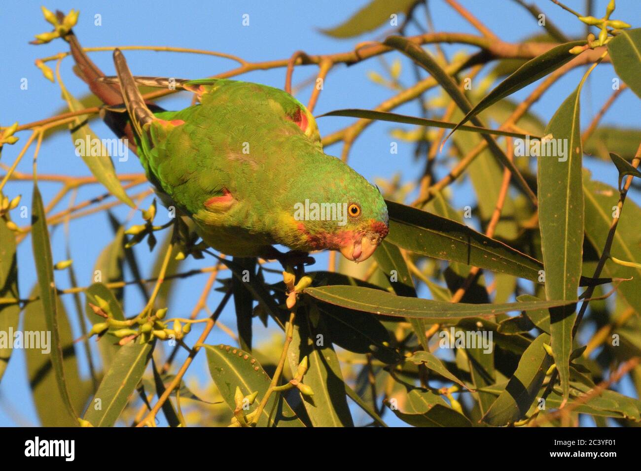 Endangered Swift Parrot feeding in a eucalytpus tree in NSW Australia ...