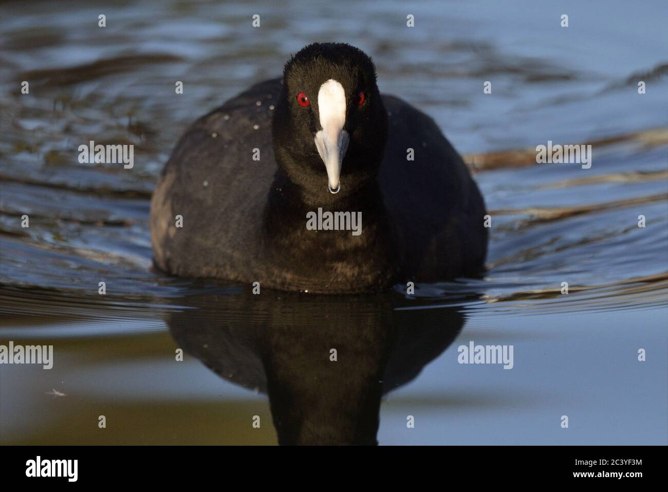 Native waterbird hi-res stock photography and images - Alamy