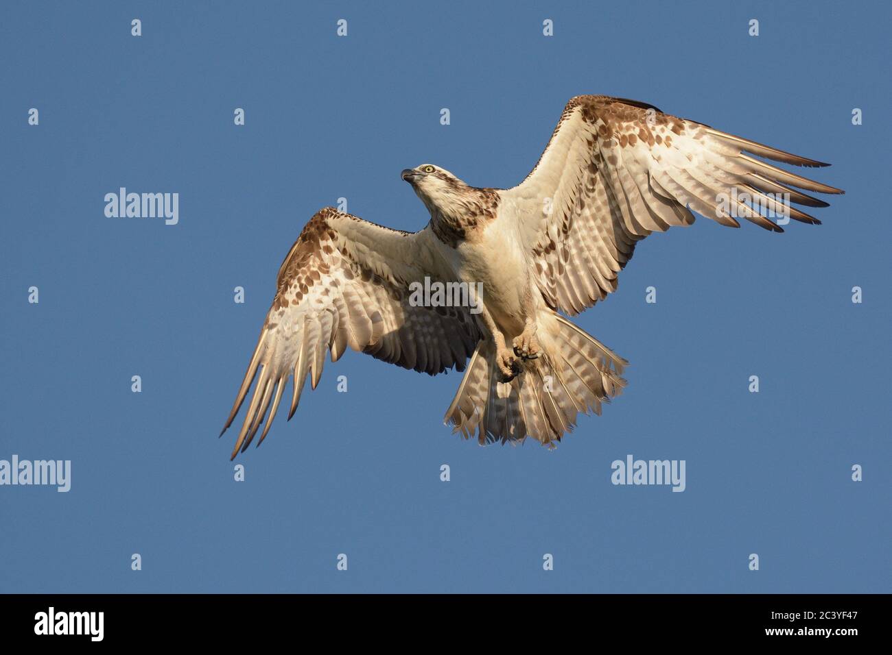 Eastern Osprey in flight in NSW Australia Stock Photo - Alamy