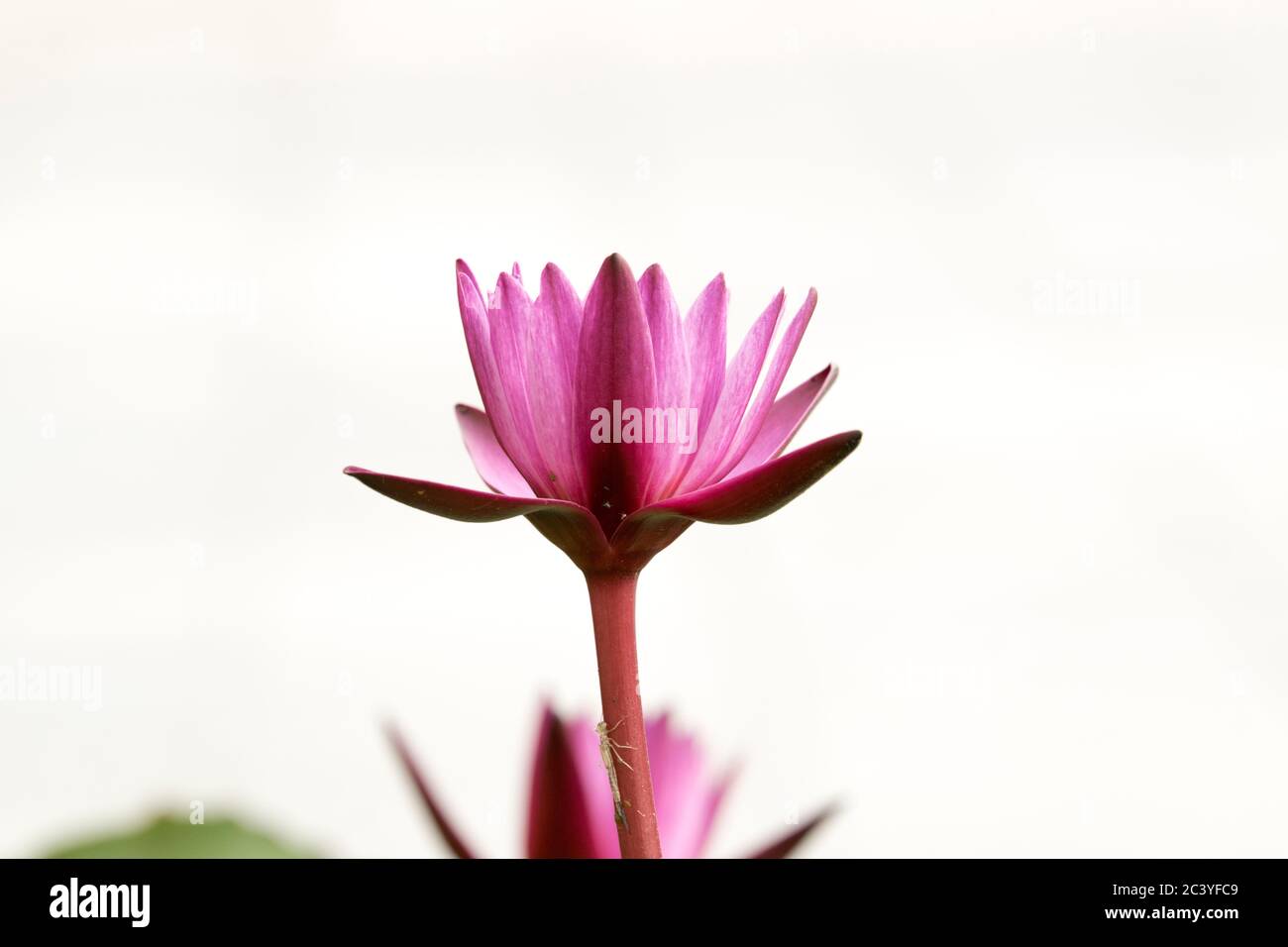 Violet color lotus flower closeup image Stock Photo - Alamy