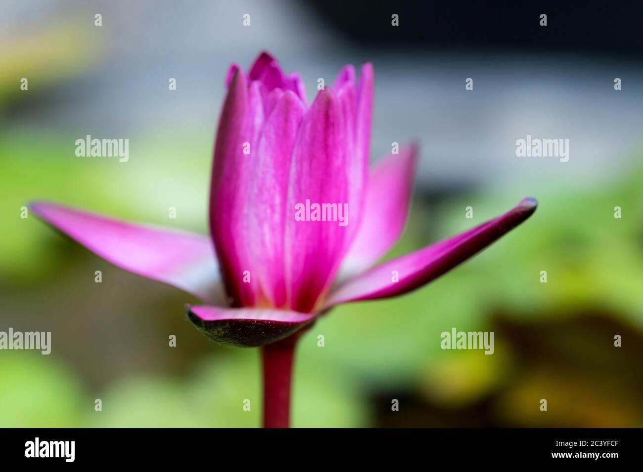 Violet color lotus flower closeup image Stock Photo - Alamy