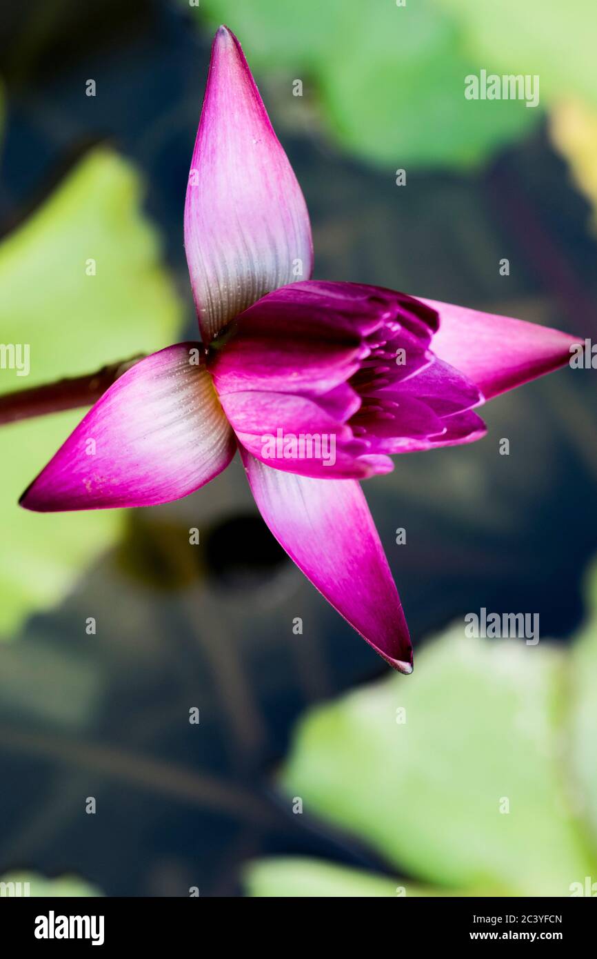 Violet color lotus flower closeup image Stock Photo - Alamy
