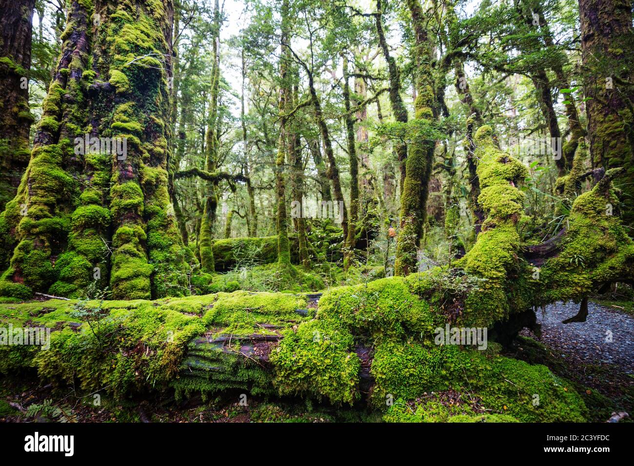 New Zealand tropical jungle forest. Green natural background Stock ...