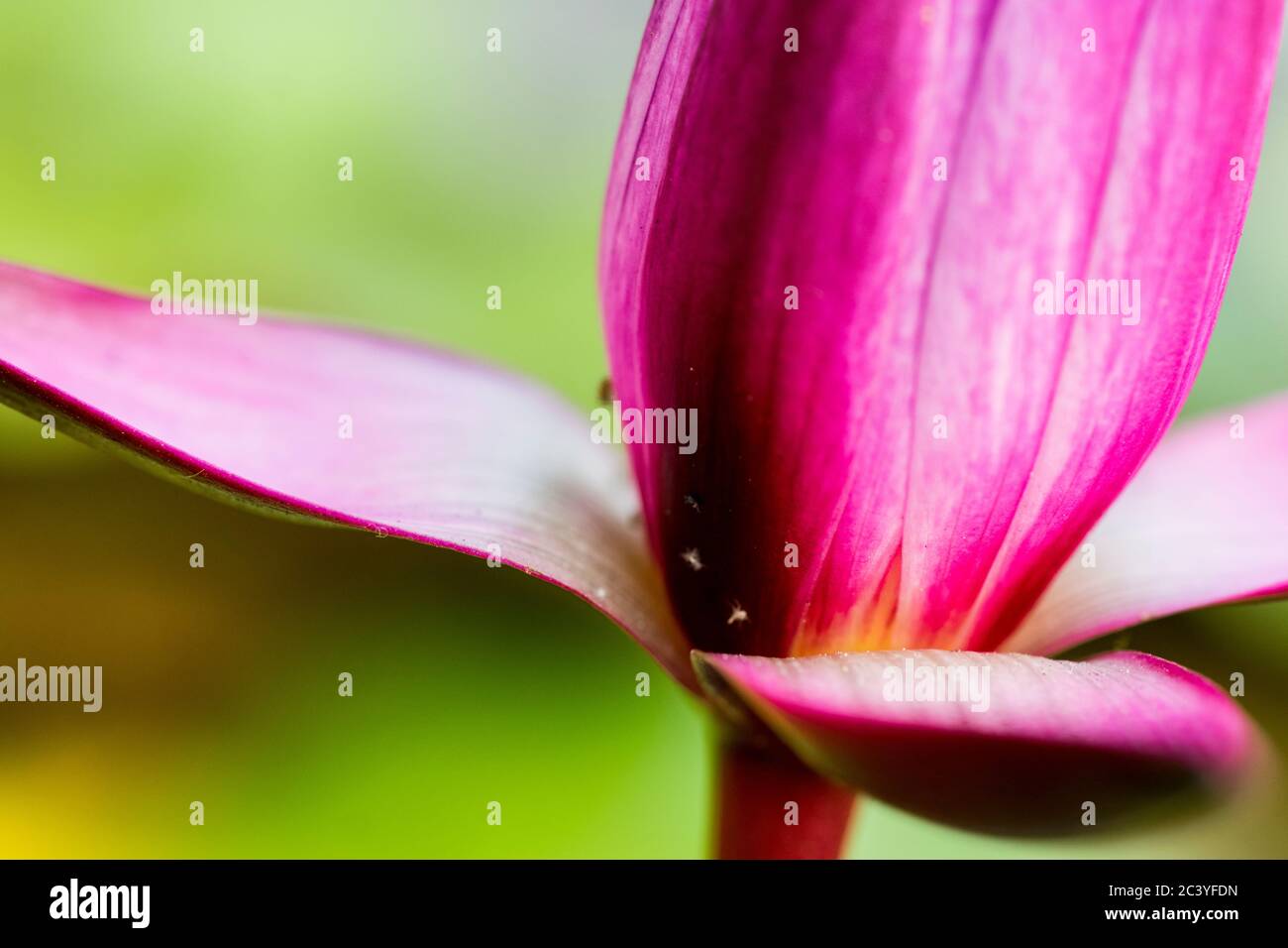 Violet color lotus flower closeup image Stock Photo - Alamy