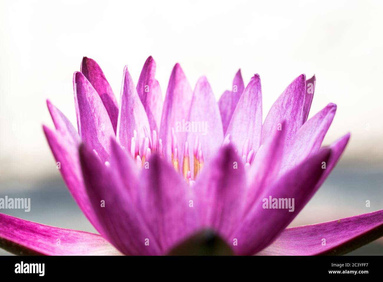 Violet Lotus High Resolution Stock Photography and Images - Alamy