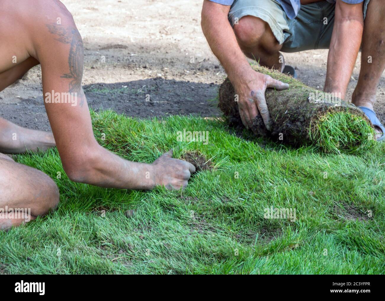 The process of laying the lawn workers Stock Photo - Alamy