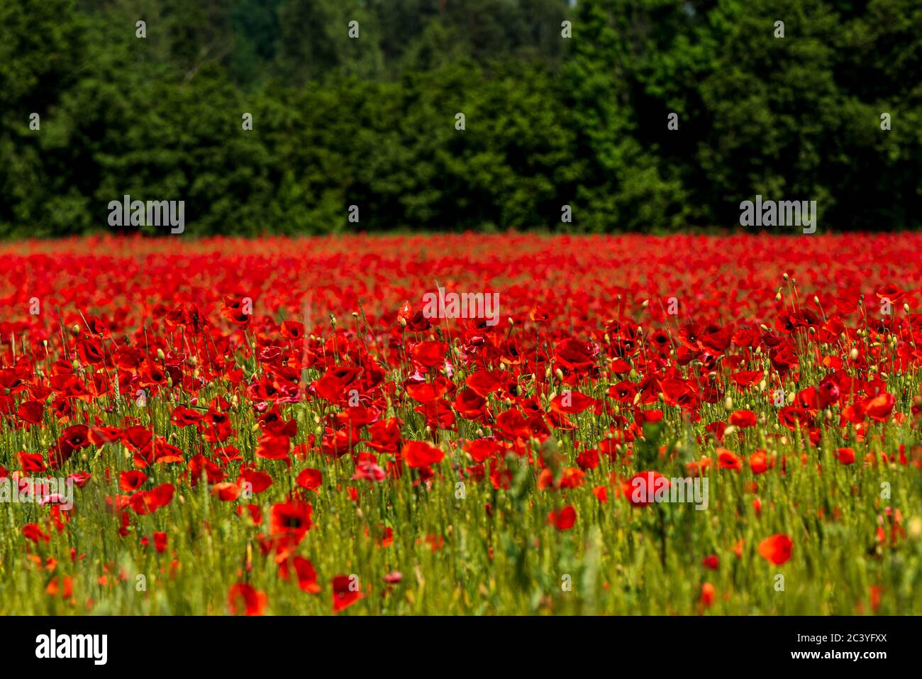 red poppies in one big beautiful poppy field where nature shows us its ...