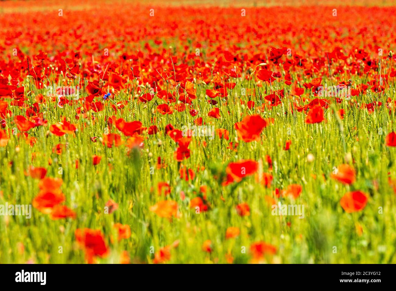 red poppies in one big beautiful poppy field where nature shows us its ...