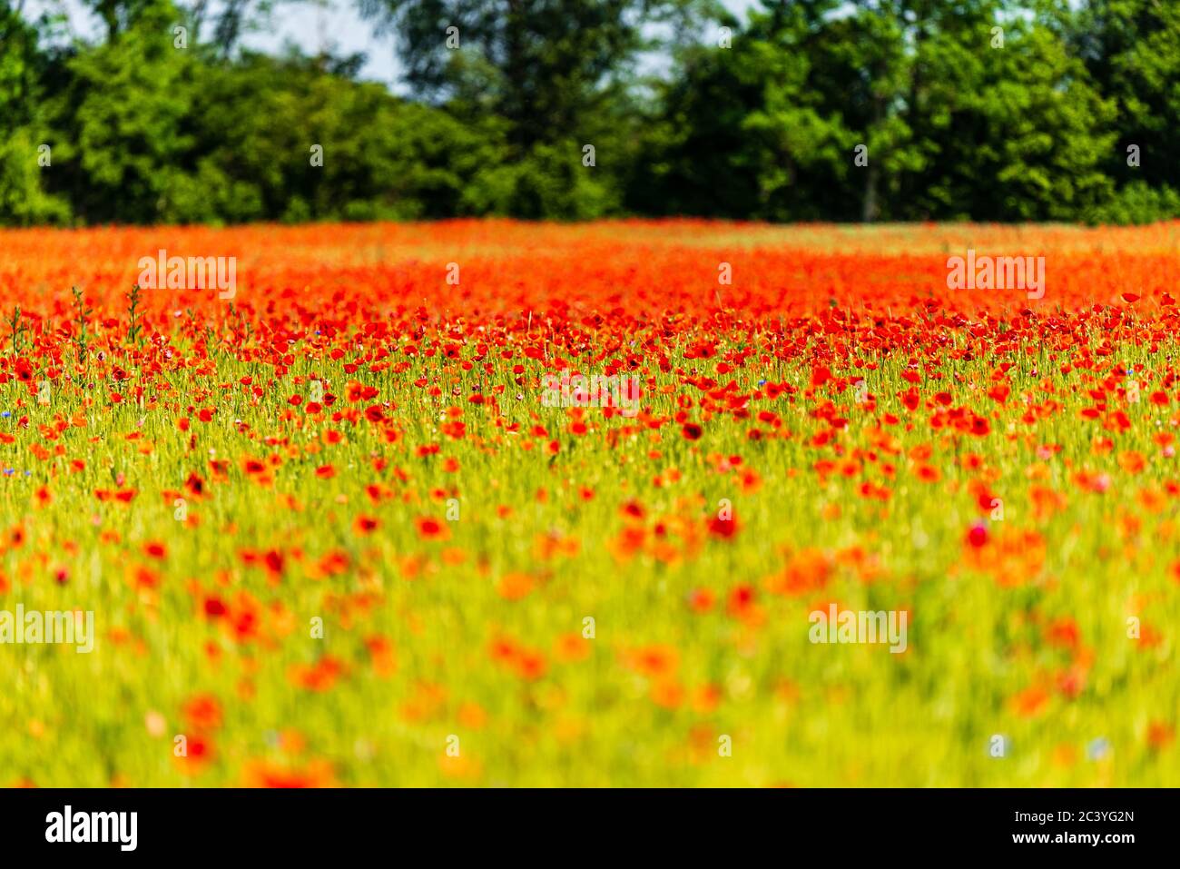 red poppies in one big beautiful poppy field where nature shows us its ...