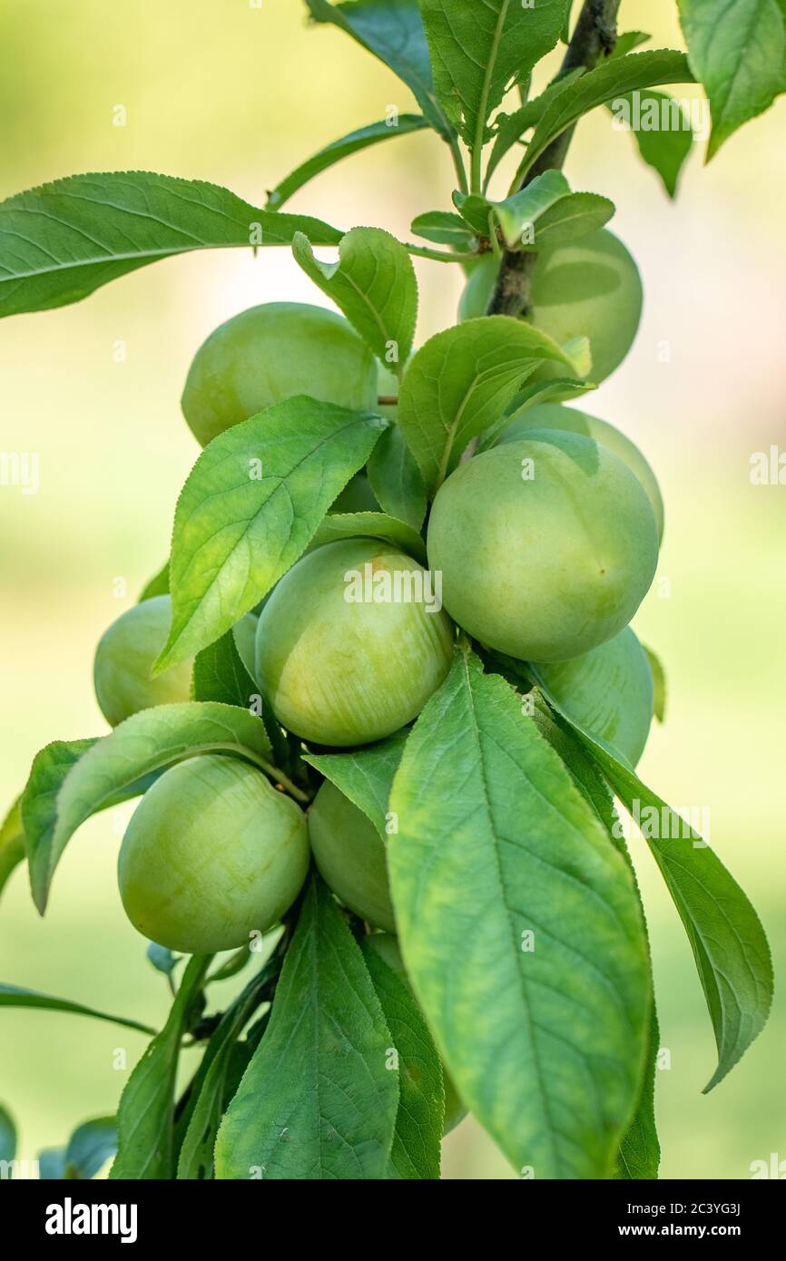 Branch with green plums in a garden, fruit Stock Photo - Alamy