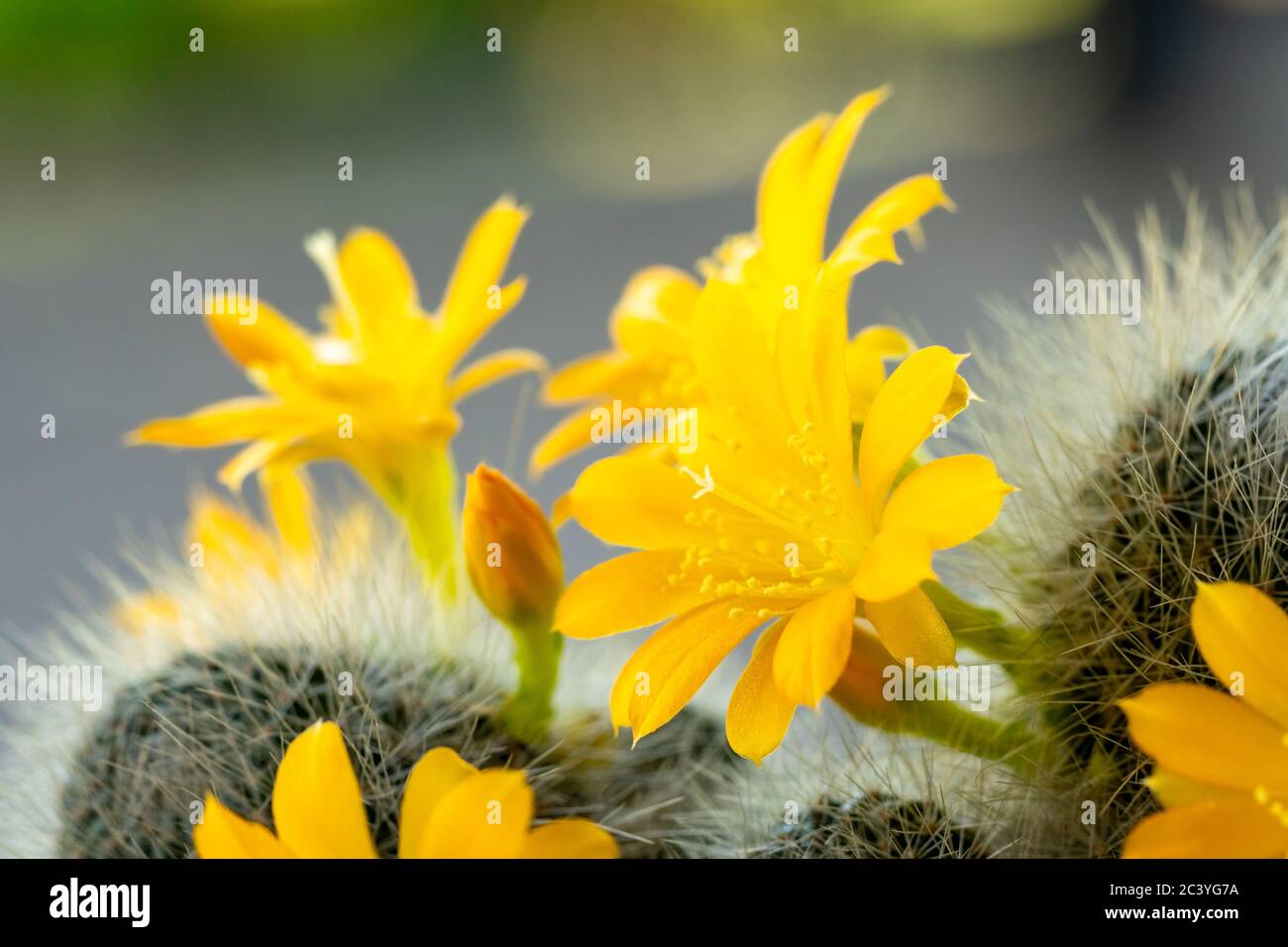 Yellow flower of cactus, closeup of blooming thorn plant Stock Photo ...