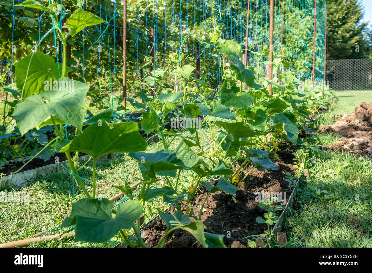A row of green cucumber plants. Cucumbers grow in the open ground Stock ...