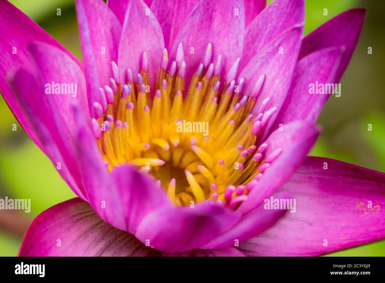 Violet color lotus flower closeup image Stock Photo - Alamy