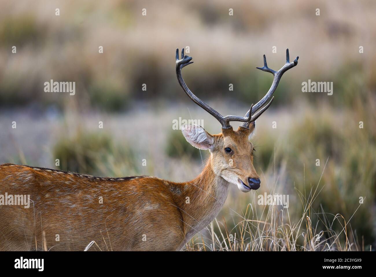 Manas national park hi-res stock photography and images - Alamy