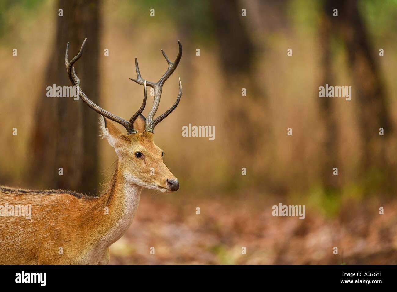 Male Barasingha or Rucervus duvaucelii or Swamp deer portrait of ...