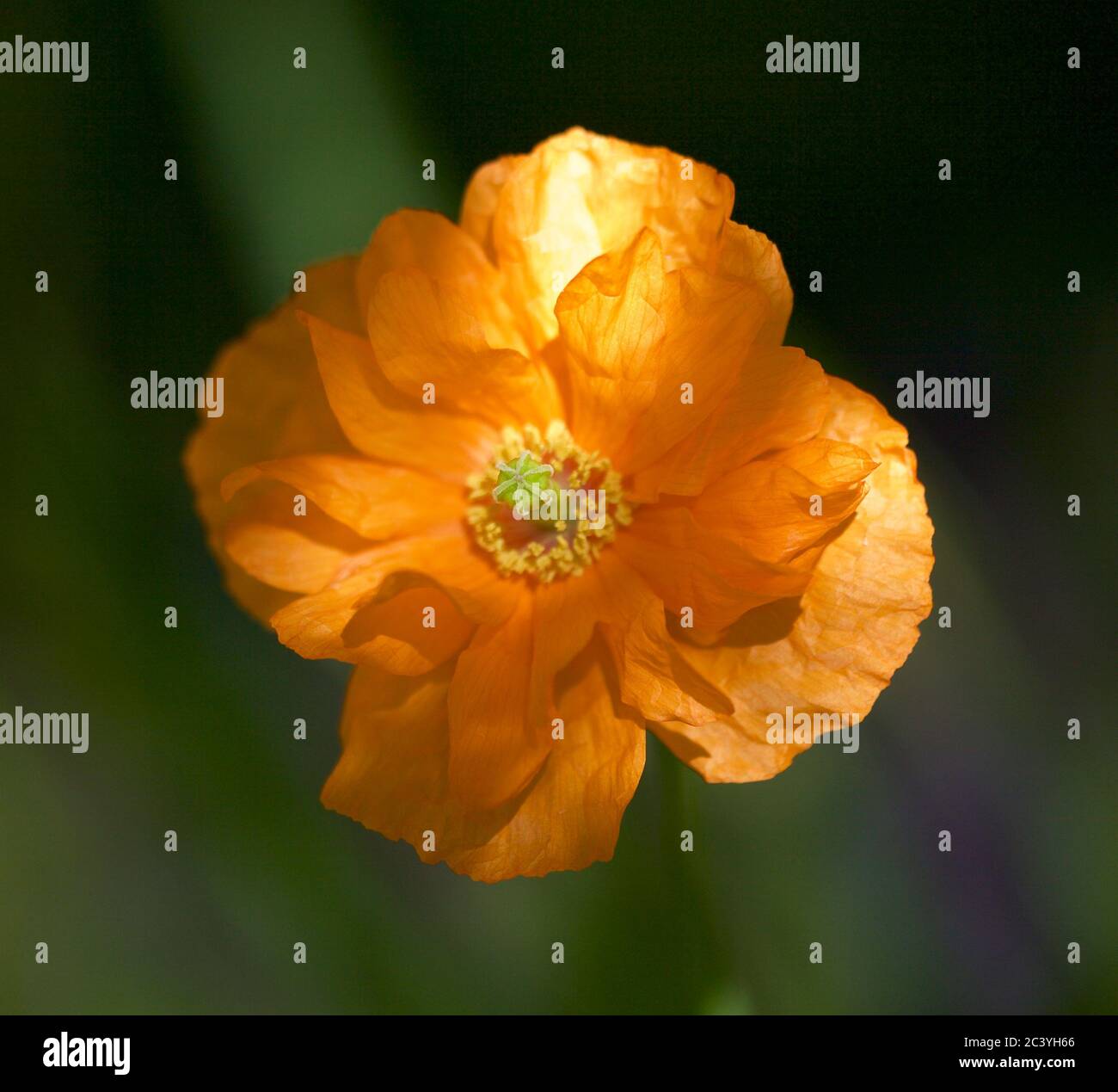 Orange poppy hi-res stock photography and images - Alamy