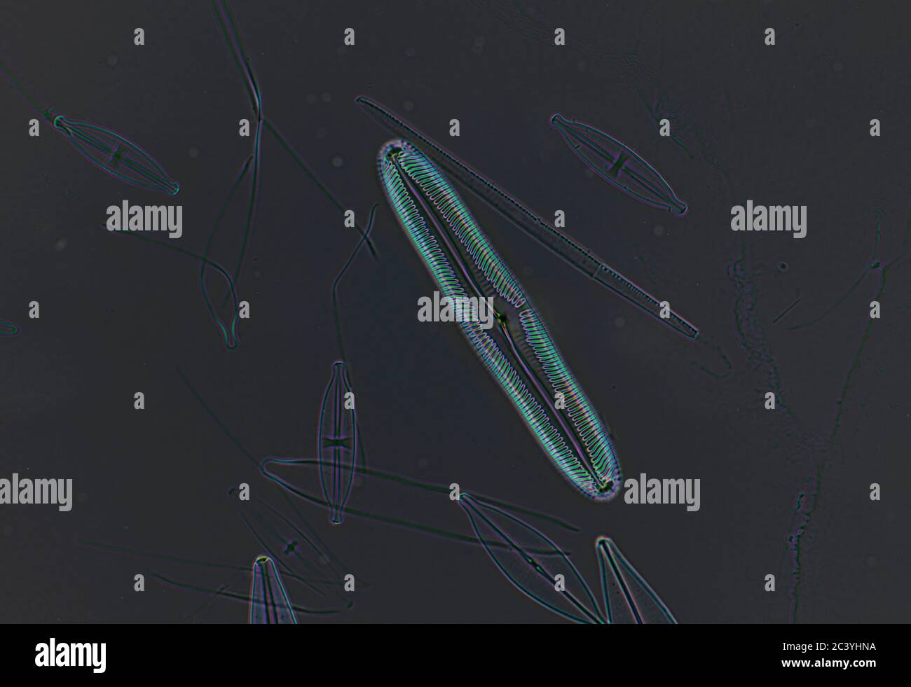 Silica and diatoms microscope hi-res stock photography and images - Alamy
