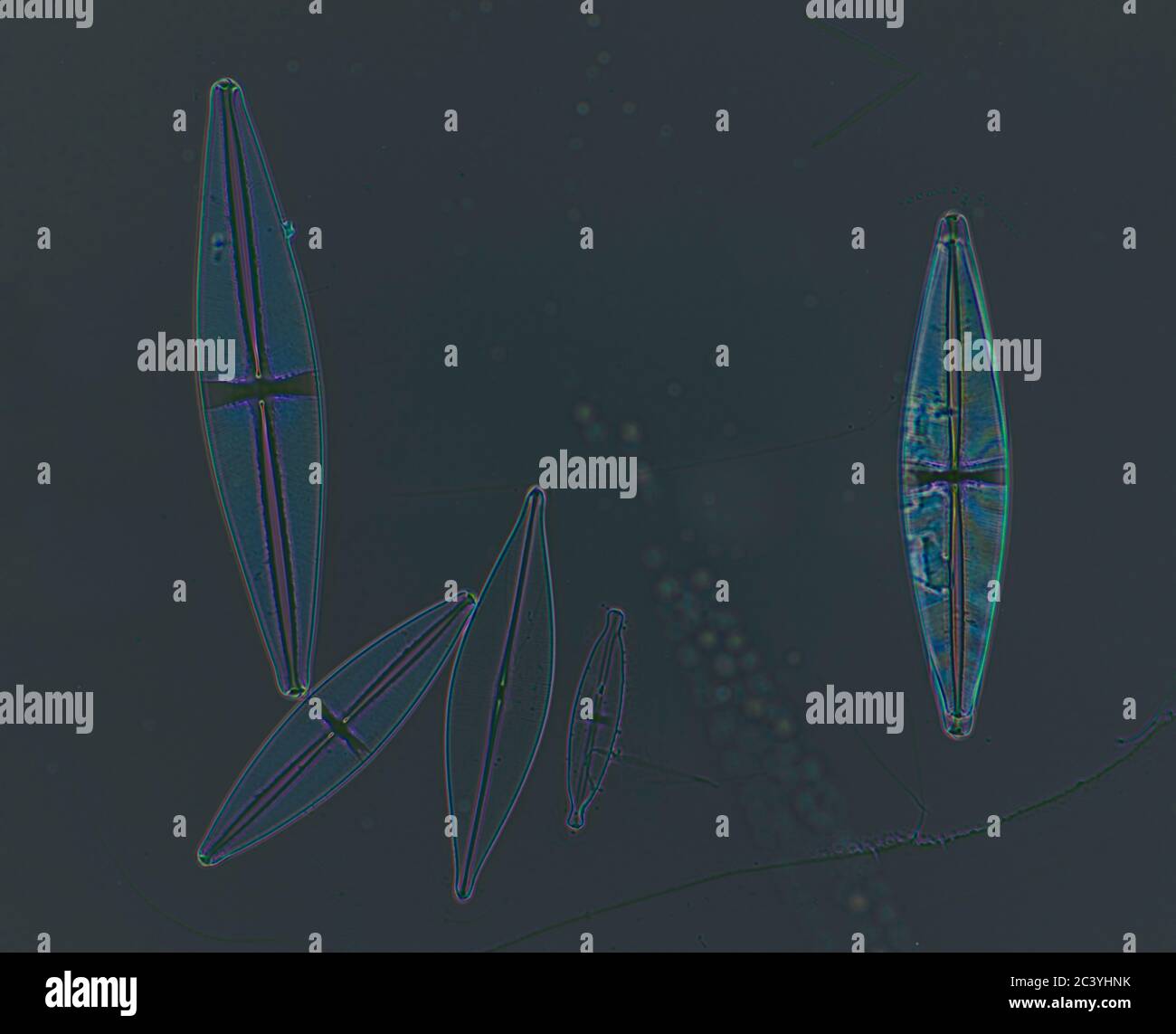 Silica and diatoms microscope hi-res stock photography and images - Alamy