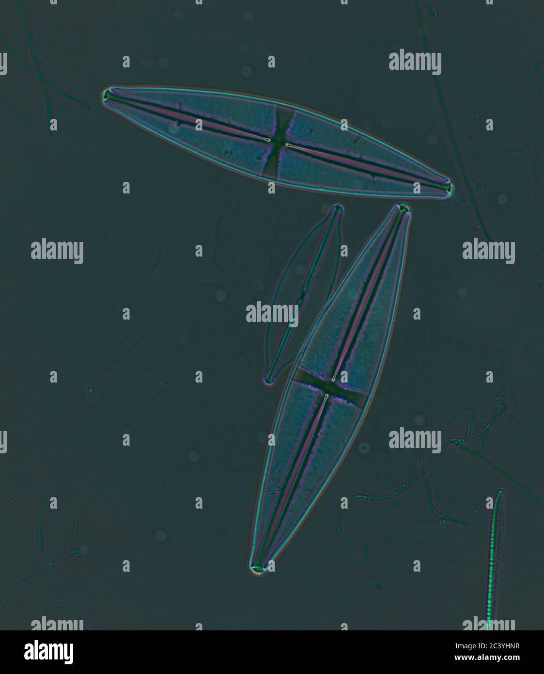 Silica and diatoms microscope hi-res stock photography and images - Alamy