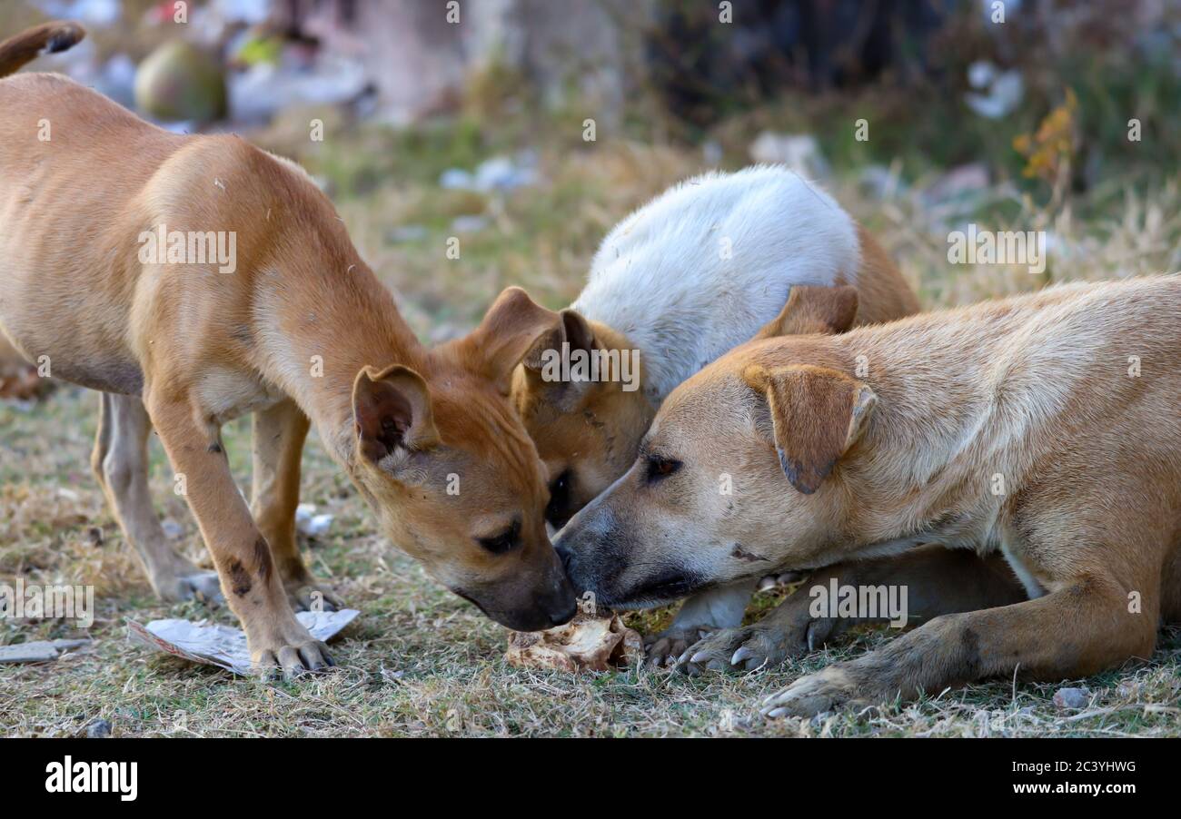 A beautiful landscape of three dogs eating a piece of bread together in ...