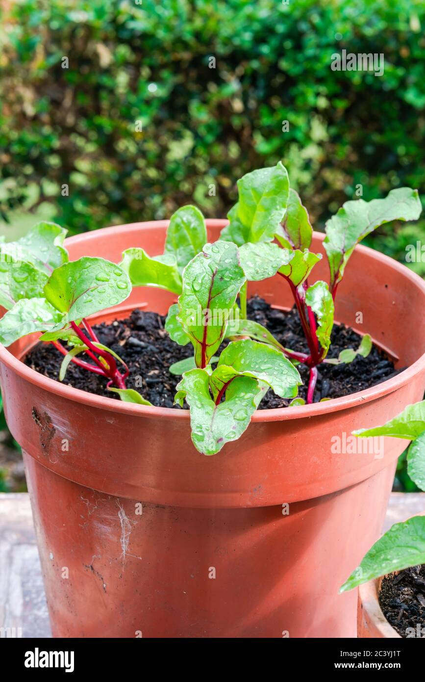Young beetroot plants in a pot on an outdoor table - urban vegetable ...