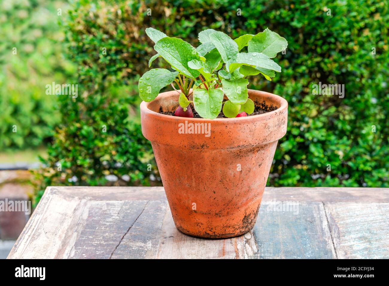 Young raddish plants in a pot on an outdoor table - urban vegetable ...