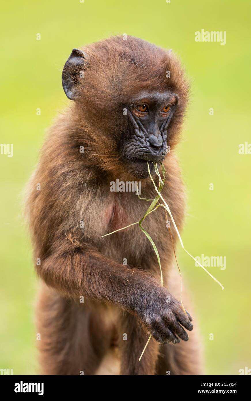 Gelada Baboon - Theropithecus gelada, beautiful ground primate from ...