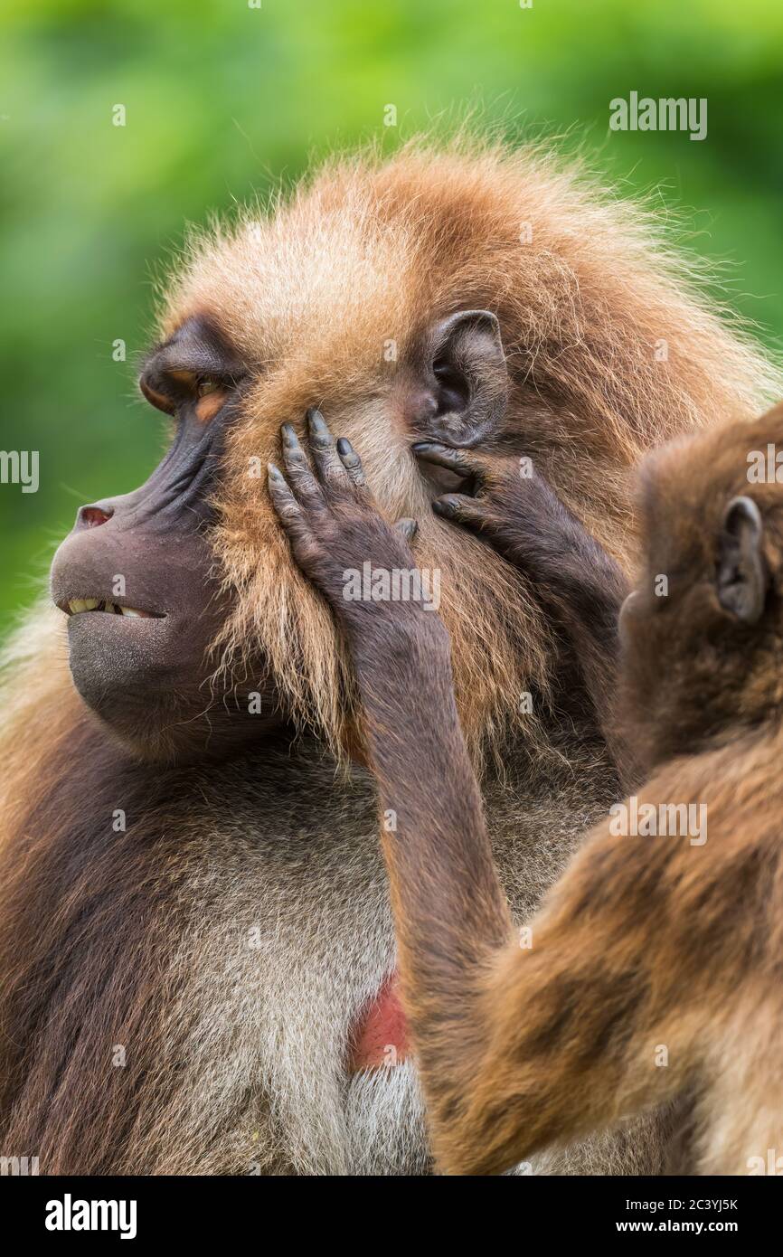 Gelada Baboon - Theropithecus gelada, beautiful ground primate from ...