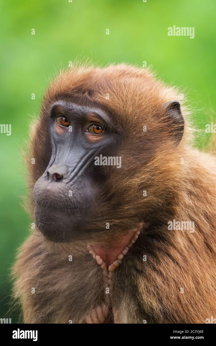 Gelada Baboon - Theropithecus gelada, beautiful ground primate from ...