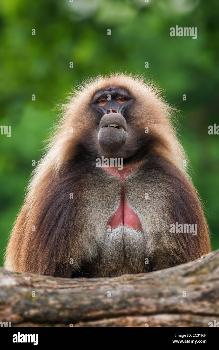 Gelada Baboon - Theropithecus gelada, beautiful ground primate from ...