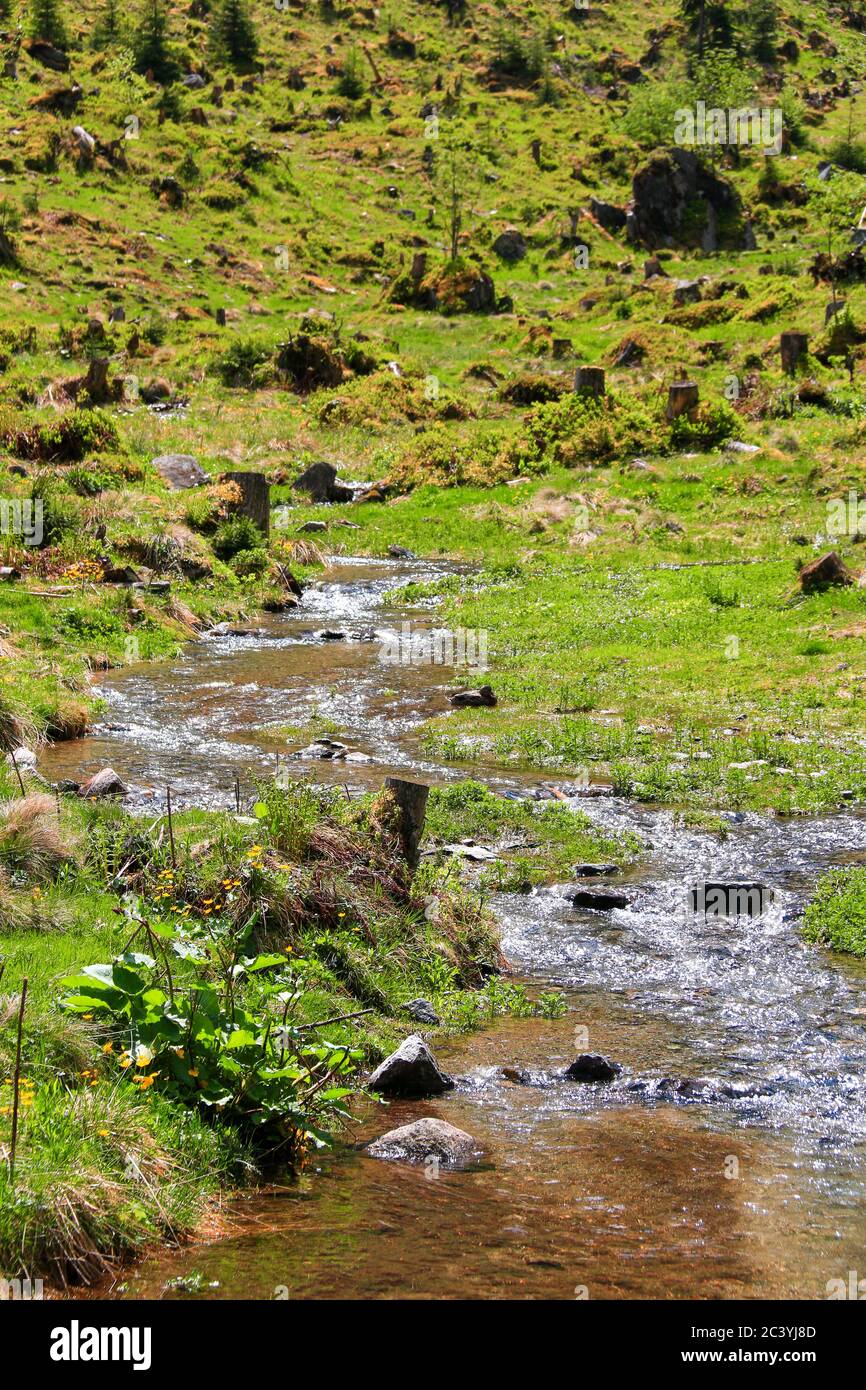 Scenic view of a stumpy countryside and a small pure creek rushing down ...