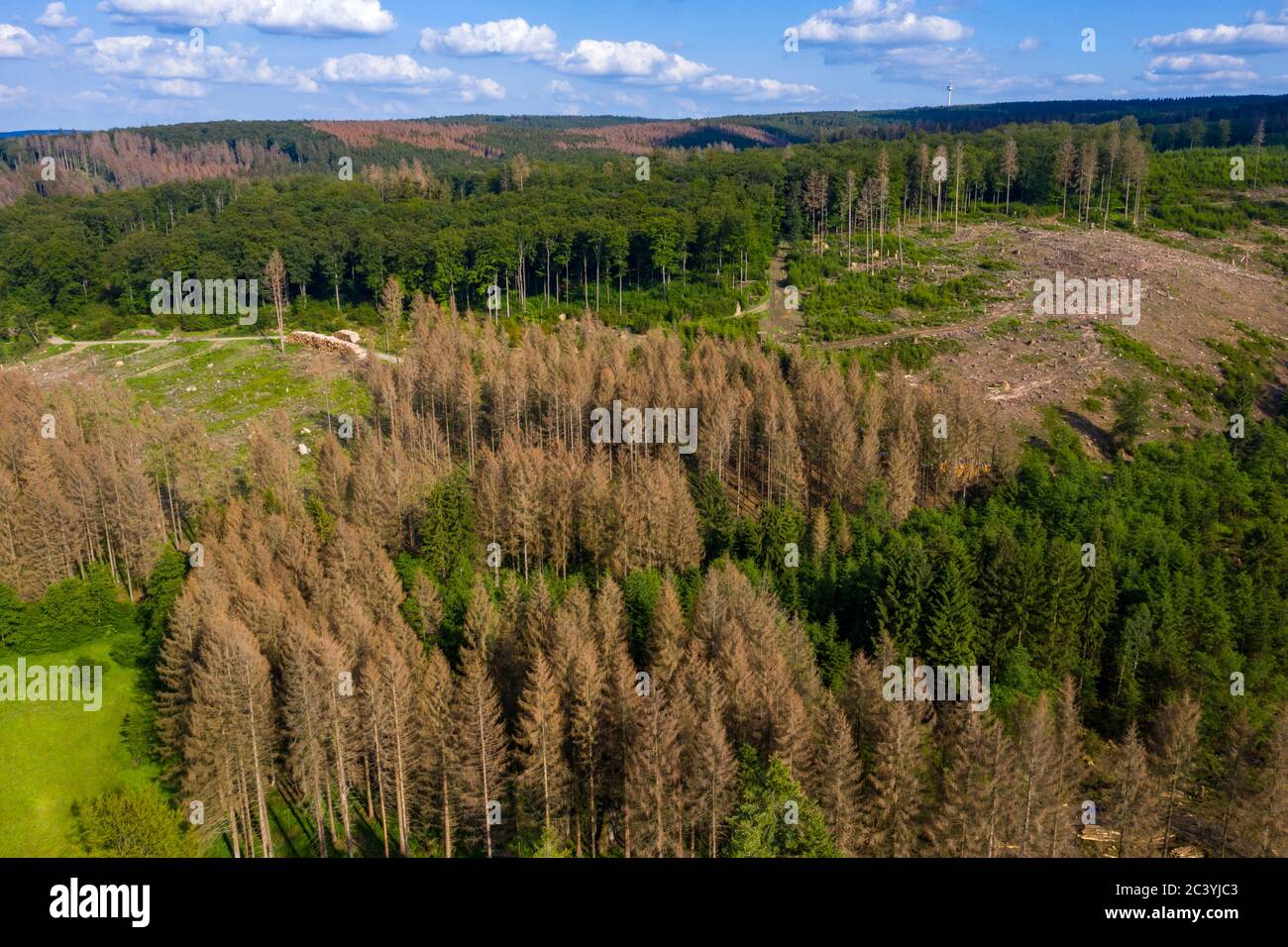 Forest dieback in the Arnsberg Forest Nature Park, more than 70 percent ...