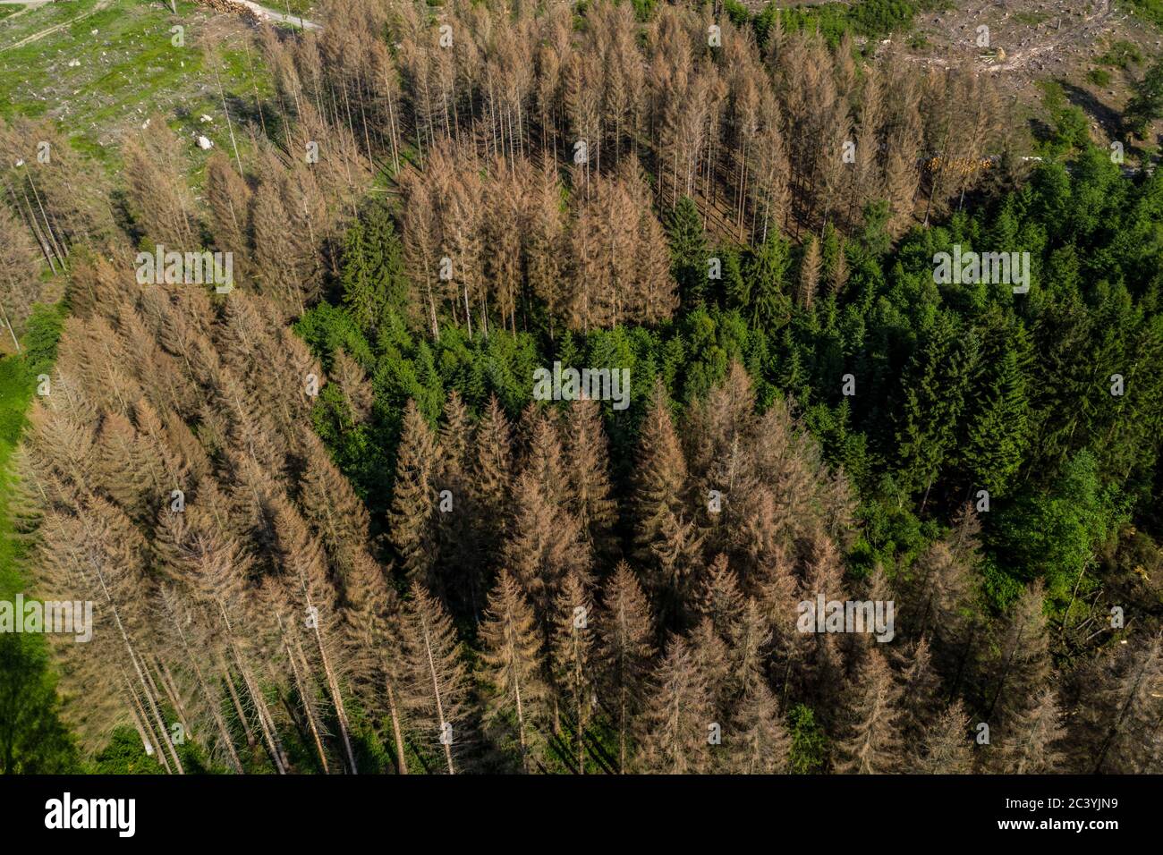Forest dieback in the Arnsberg Forest Nature Park, more than 70 percent ...
