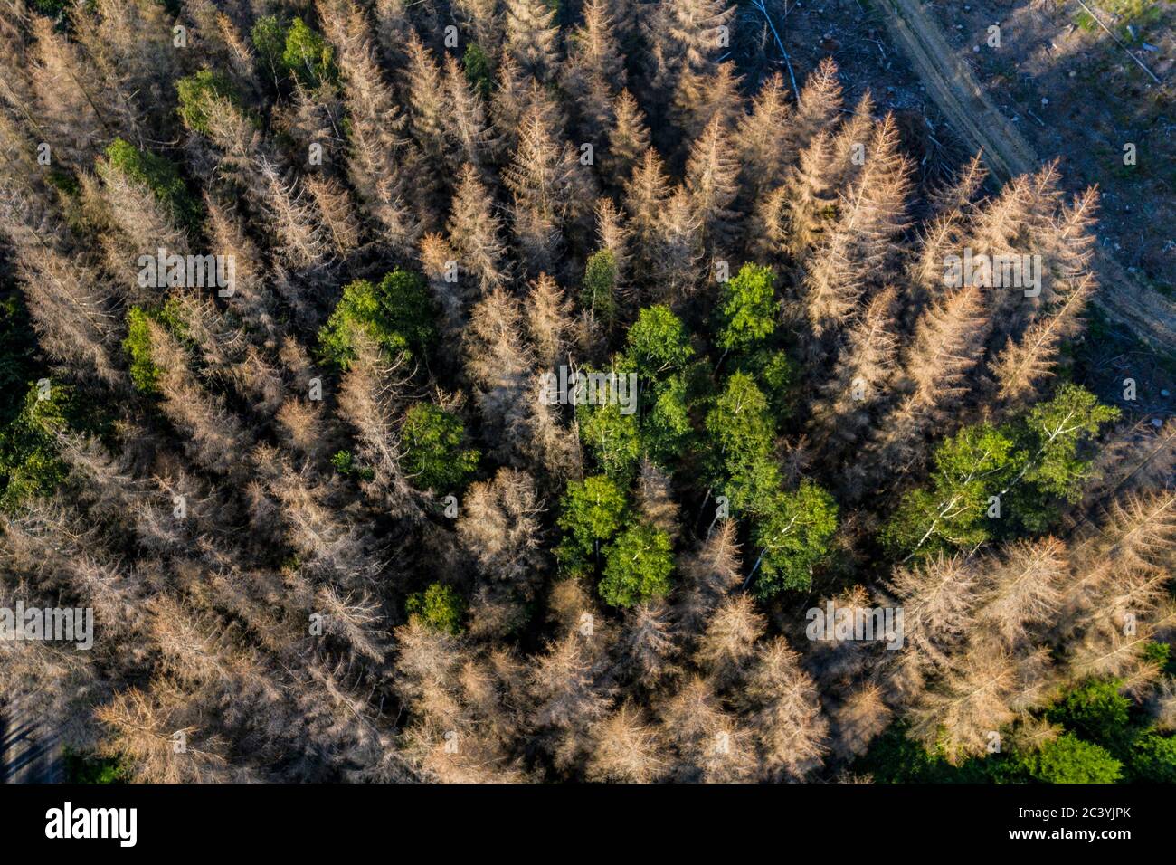 Forest dieback in the Arnsberg Forest Nature Park, more than 70 percent ...